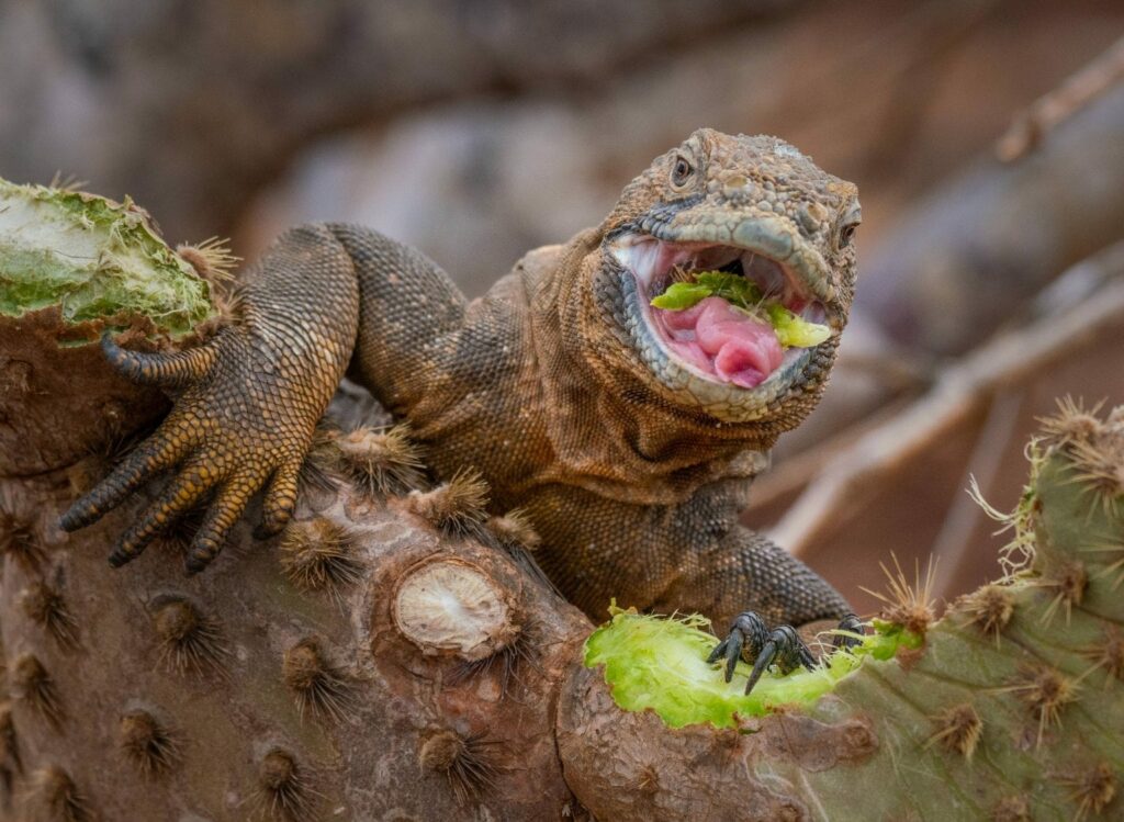 11 Cactus-Eating Animals