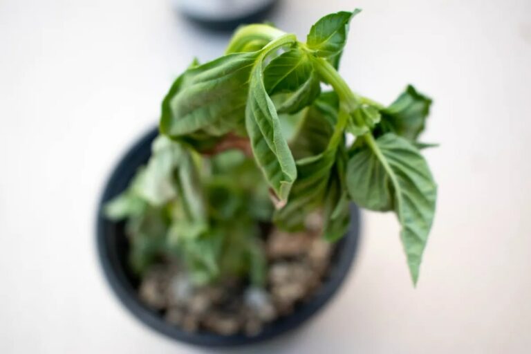 Why Are My Basil Leaves Turning Yellow? Causes and Fixes