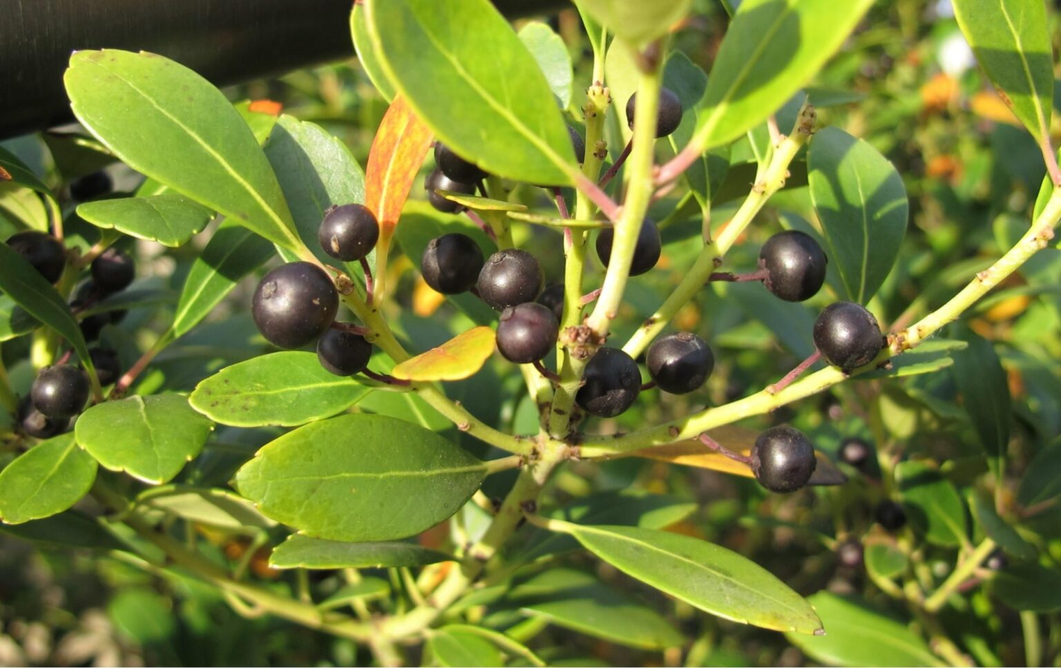 Zone 5 Evergreen Shrubs - 25 Amazing Hardy Choices for You
