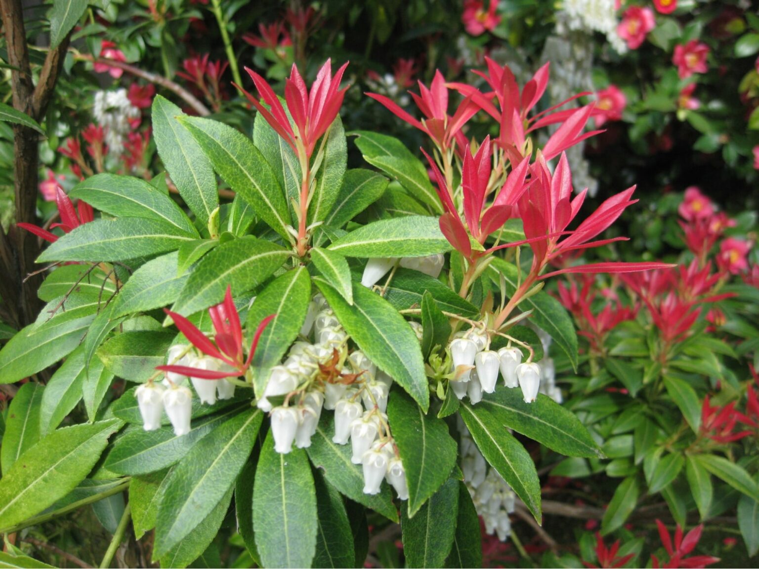 Zone 5 Evergreen Shrubs - 25 Amazing Hardy Choices for You