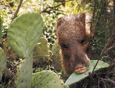 11 Cactus-Eating Animals