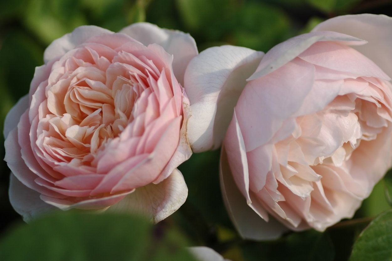 Types of Rare Flowers: 25 Unique and Exceptional Beauties