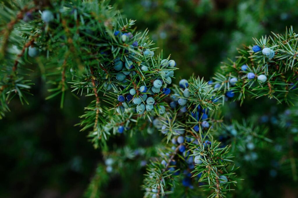 Zone 5 Evergreen Shrubs - 25 Amazing Hardy Choices for You