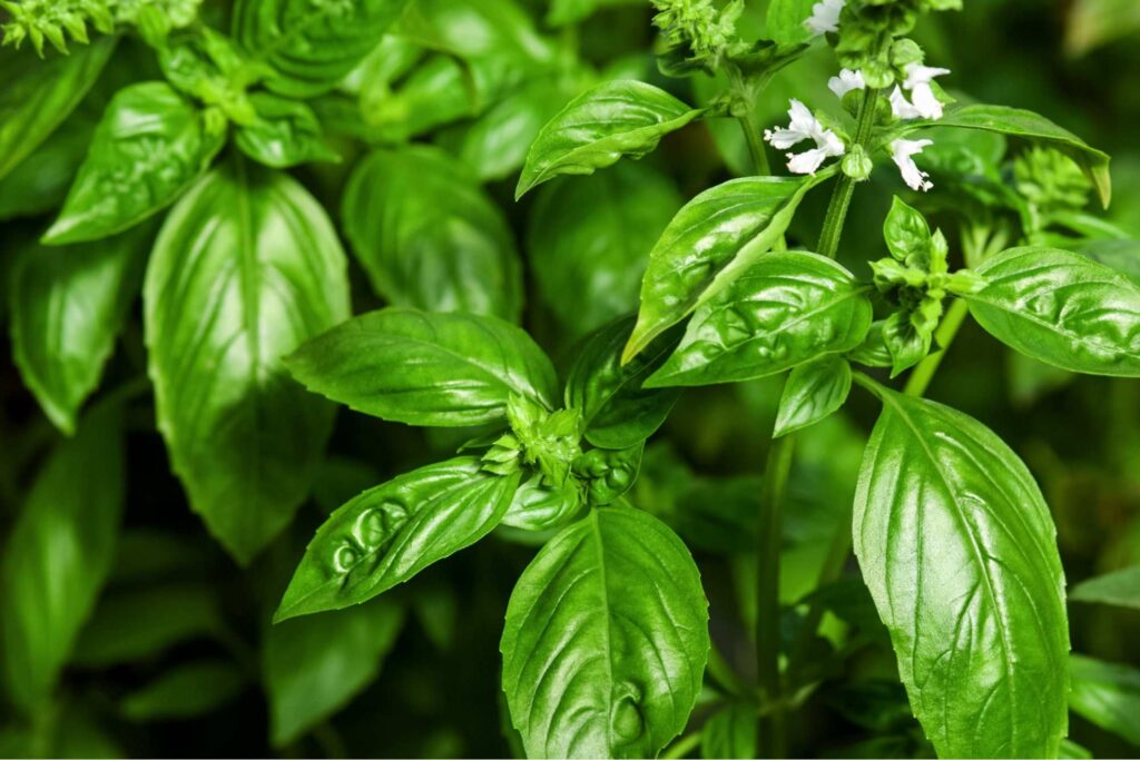 What Does Basil Smell Like: A Scentsational Journey