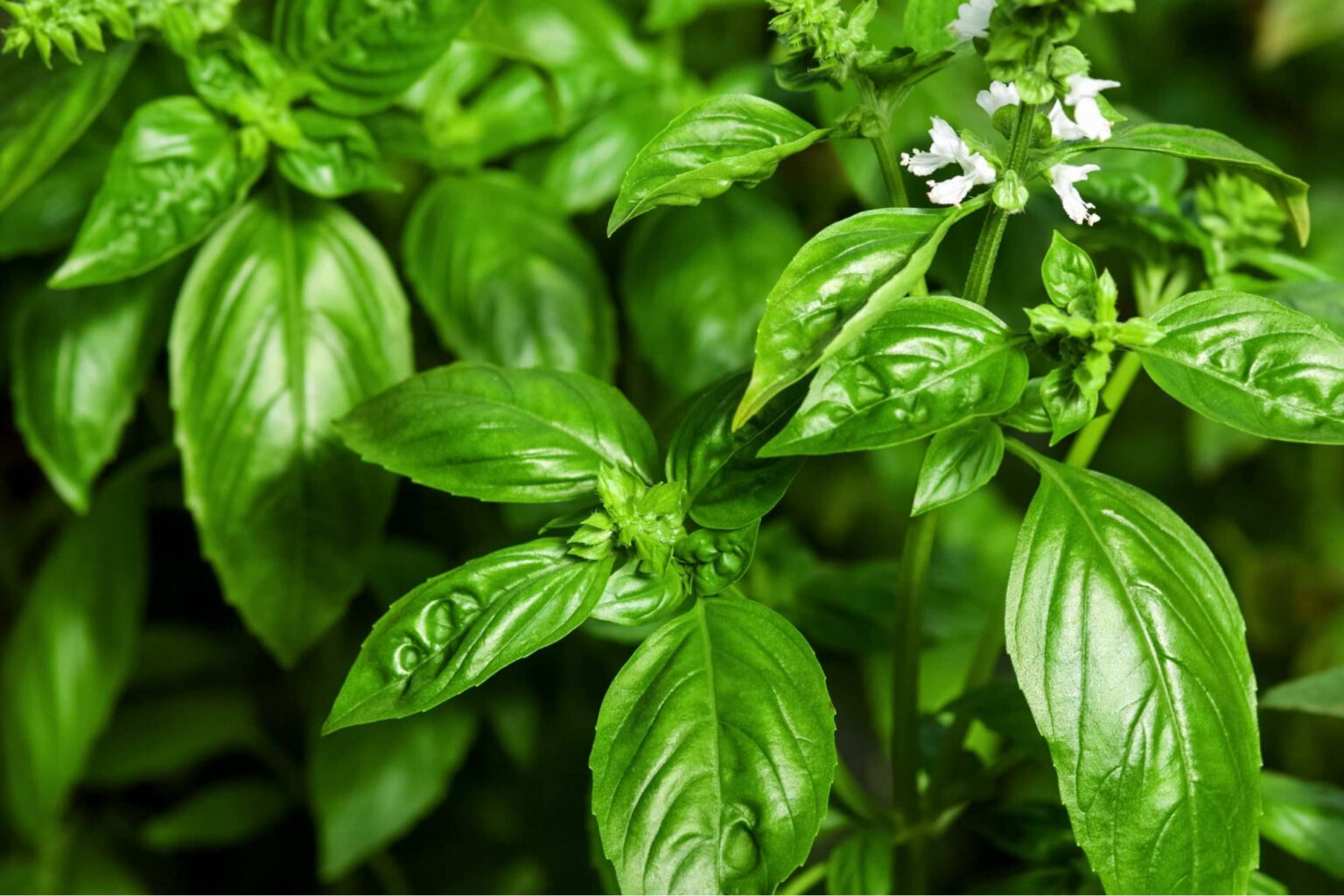 What Does Basil Smell Like: A Scentsational Journey