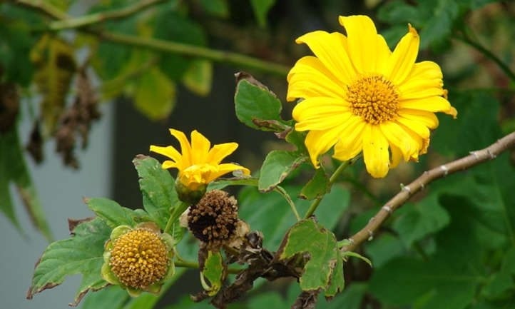 The Ultimate Guide to 28 Sunflower Lookalikes For Every Living Space