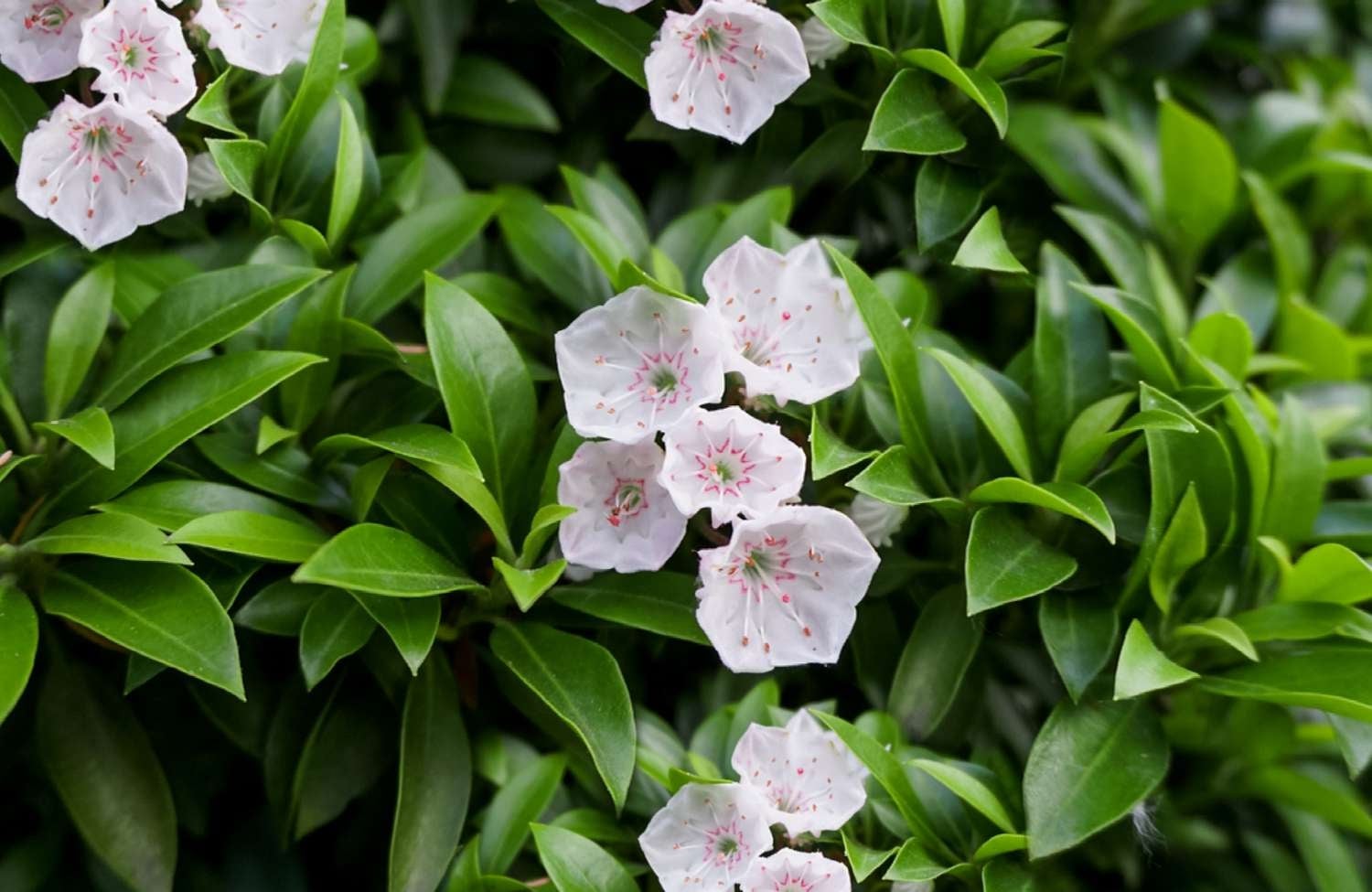Zone 5 Evergreen Shrubs - 25 Amazing Hardy Choices for You