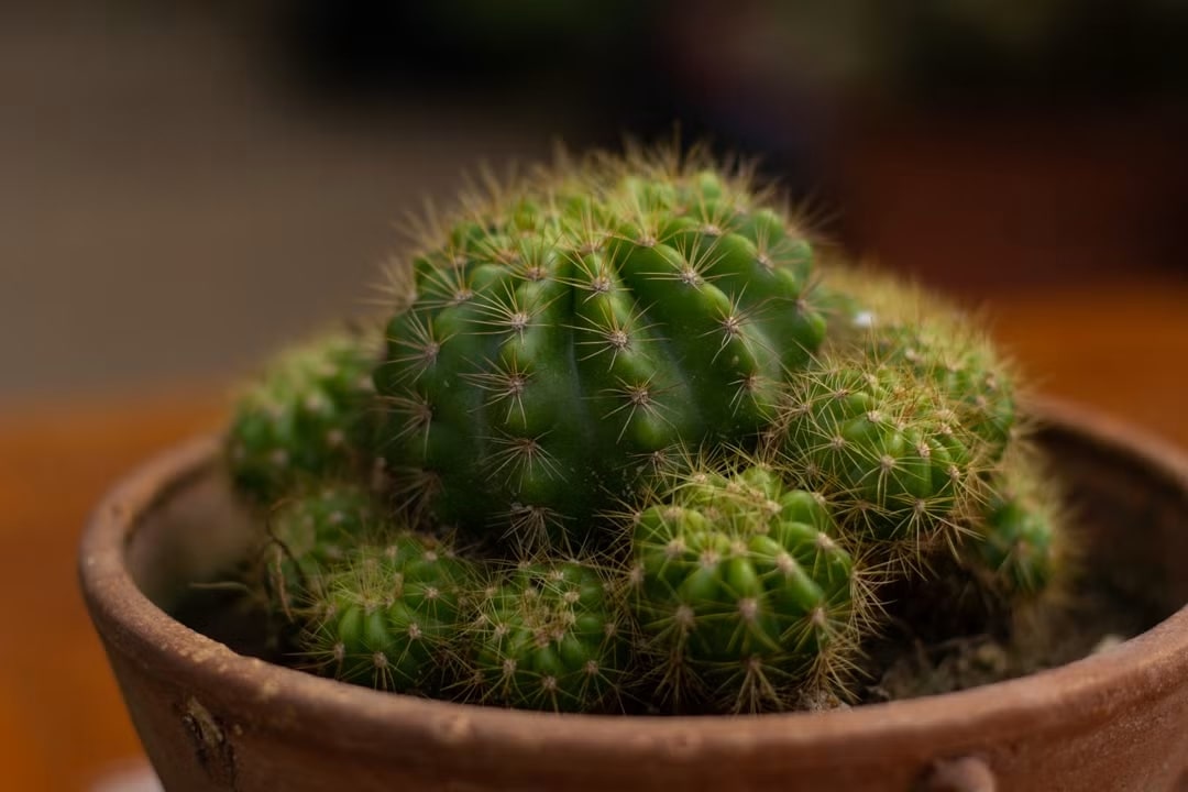 Cactus Turning Red: 10 Causes and Corresponding Fixes
