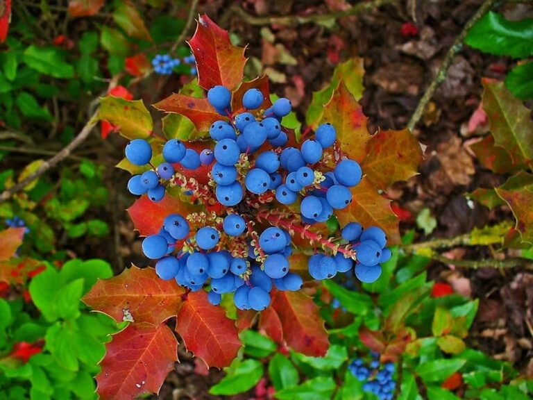 Zone 5 Evergreen Shrubs - 25 Amazing Hardy Choices for You