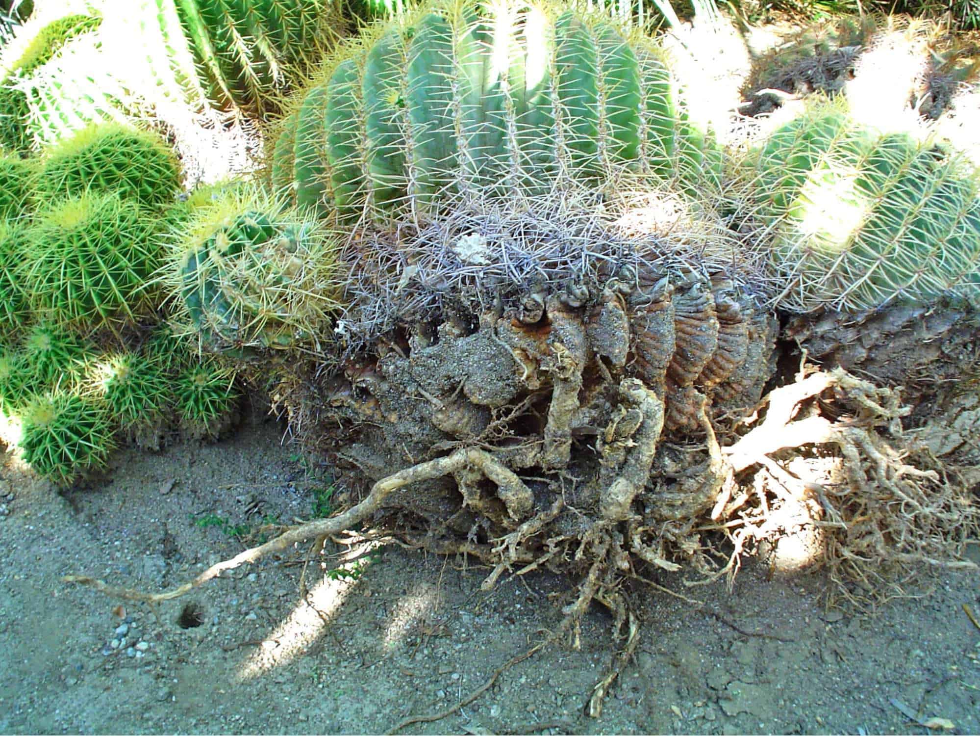 Cactus Turning Red: 10 Causes and Corresponding Fixes
