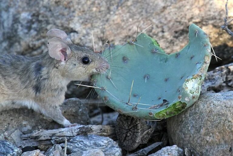 11 Cactus-Eating Animals