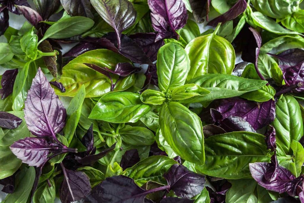 What Does Basil Smell Like: A Scentsational Journey