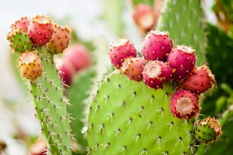 11 Cactus-Eating Animals