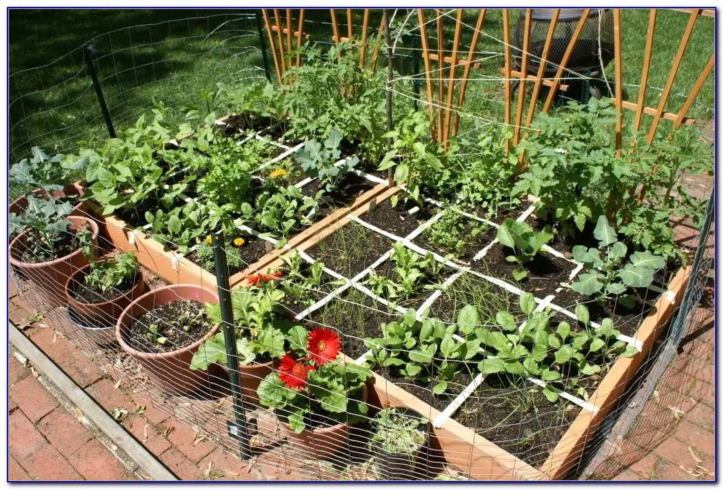 Farm to Table: A Comprehensive Guide to Okra Plants