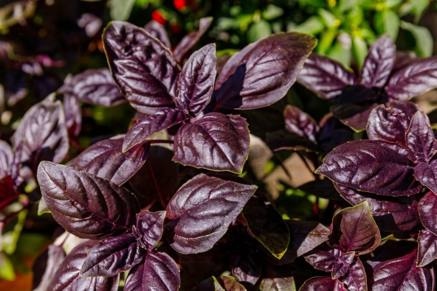 What Does Basil Smell Like: A Scentsational Journey