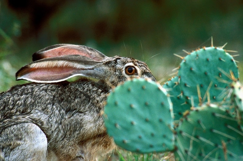 11 Cactus-Eating Animals