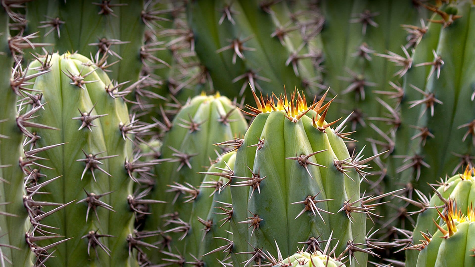 Cactus Turning Red: 10 Causes and Corresponding Fixes