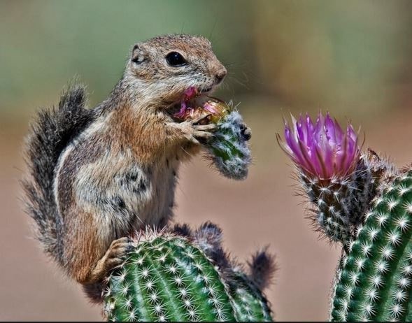 11 Cactus-Eating Animals