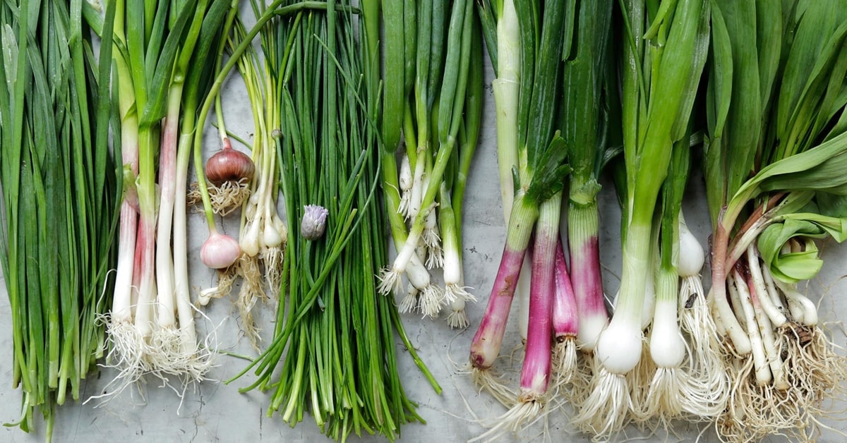 Bunching Onions: Your Guide to Picking and Growing