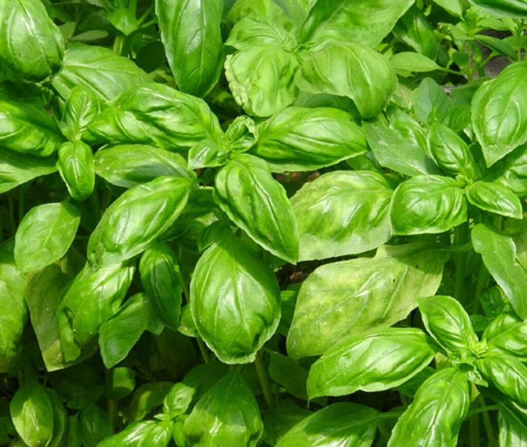 What Does Basil Smell Like: A Scentsational Journey