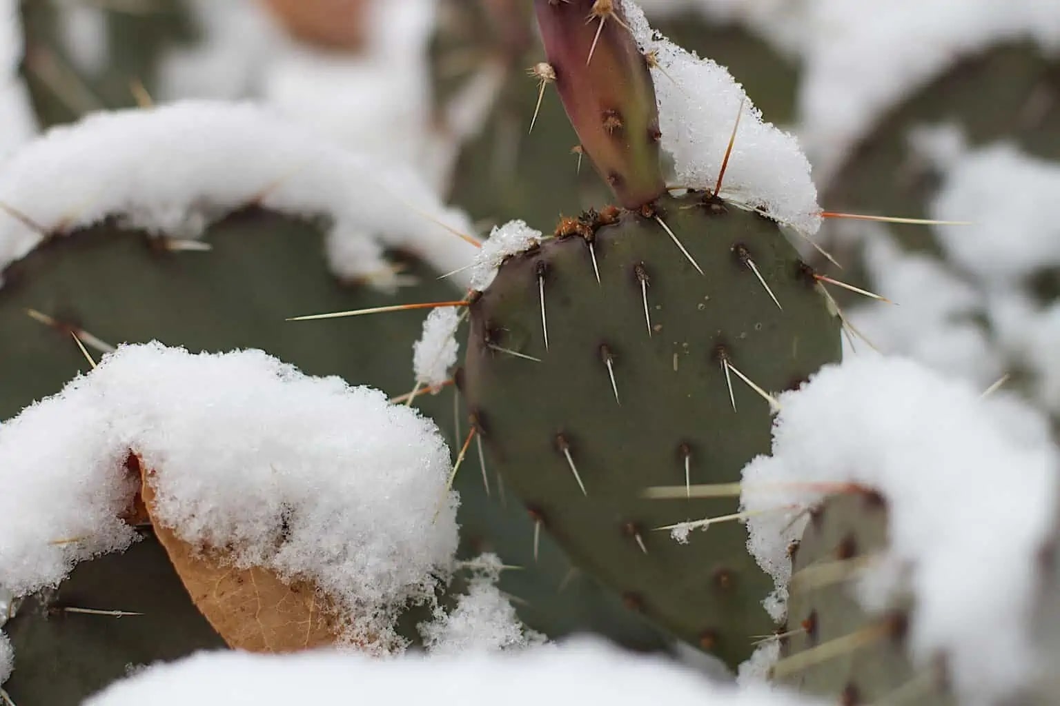 Cactus Turning Red: 10 Causes and Corresponding Fixes