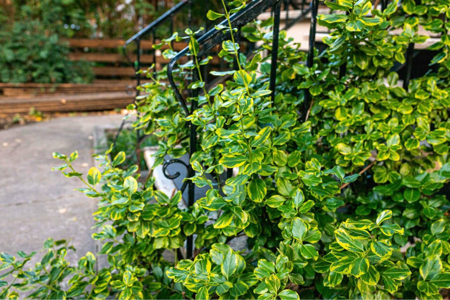 Zone 5 Evergreen Shrubs - 25 Amazing Hardy Choices for You