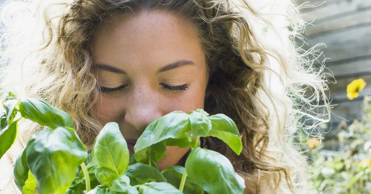 What Does Basil Smell Like: A Scentsational Journey