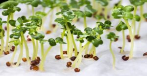 How to Germinate Seeds in Paper Towels: Your Complete Guide