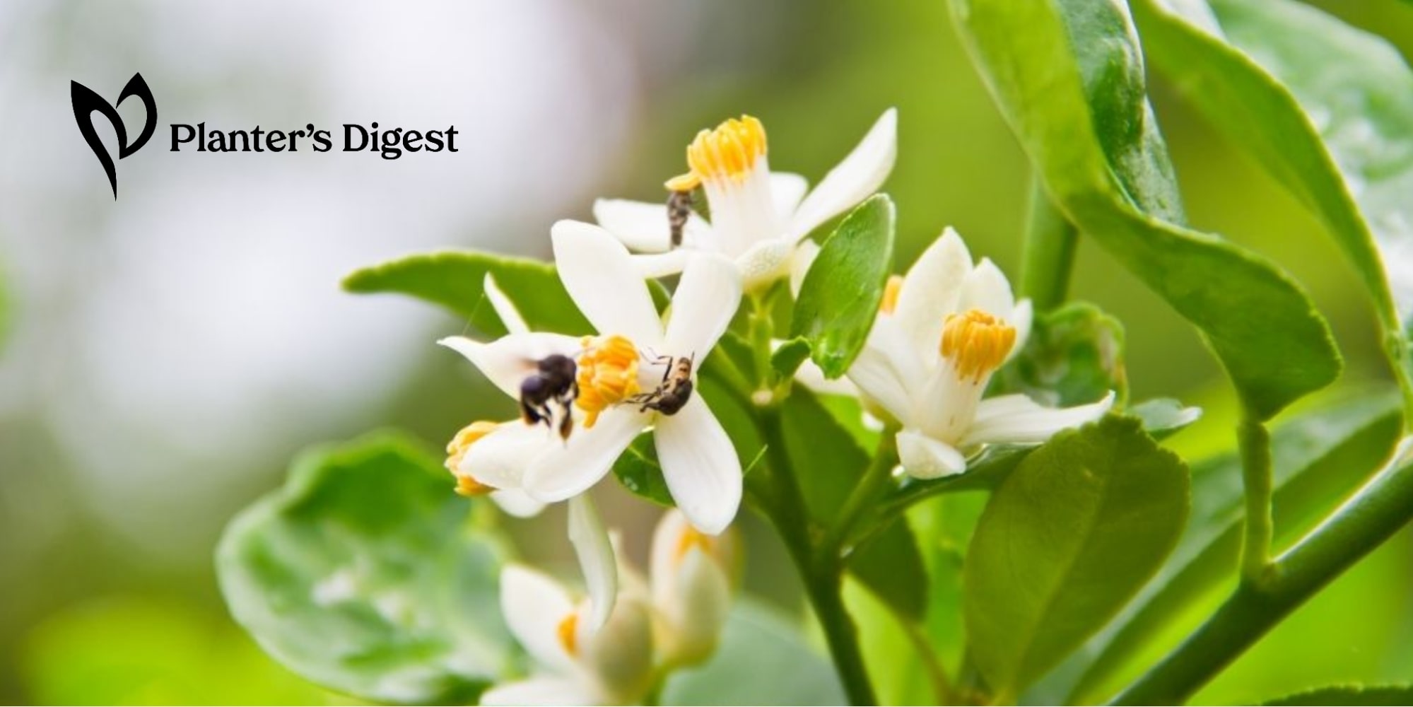 When Do Lemon Trees Bloom? Burning Questions Answered!