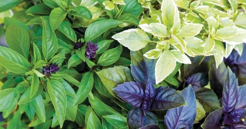 What Does Basil Smell Like: A Scentsational Journey