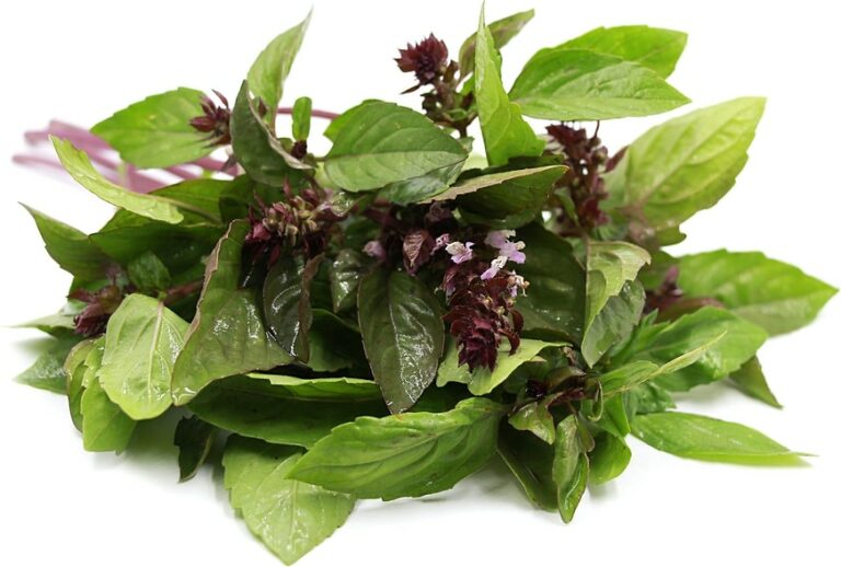 What Does Basil Smell Like: A Scentsational Journey