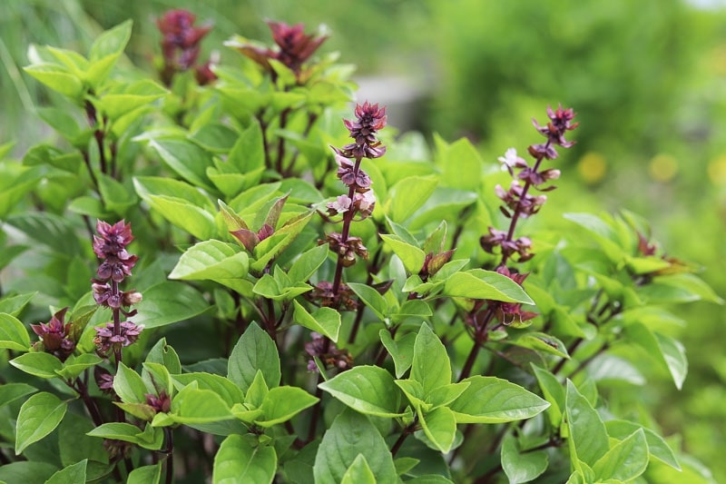 What Does Basil Smell Like: A Scentsational Journey