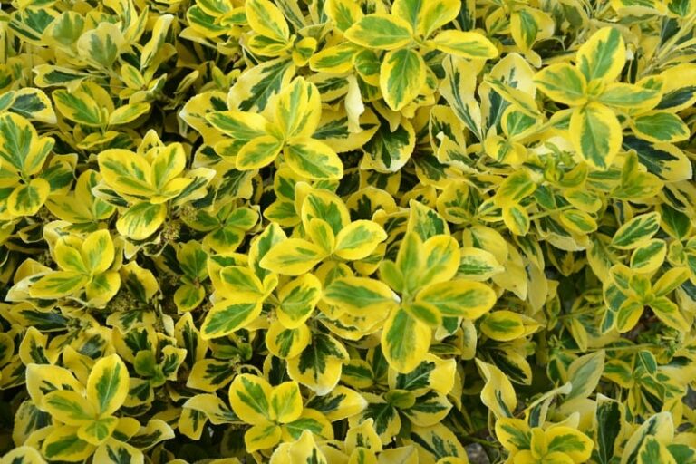 Zone 5 Evergreen Shrubs - 25 Amazing Hardy Choices for You