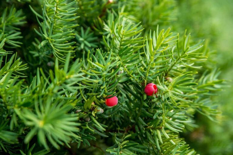 Zone 5 Evergreen Shrubs - 25 Amazing Hardy Choices for You