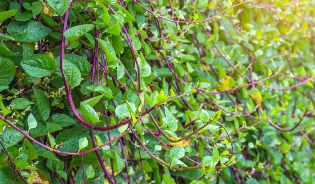 Climbing Vegetables and Fruit: 20 Vertical Plant Selections