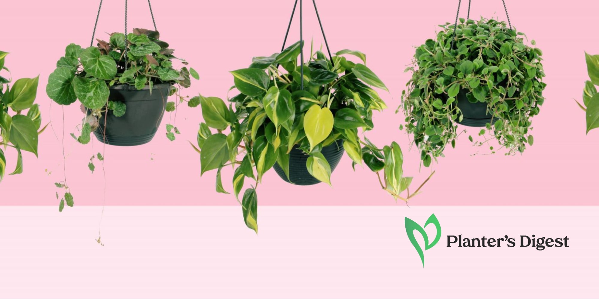 Evergreen Hanging Plant: Dangle and Dazzle with Green Glamor