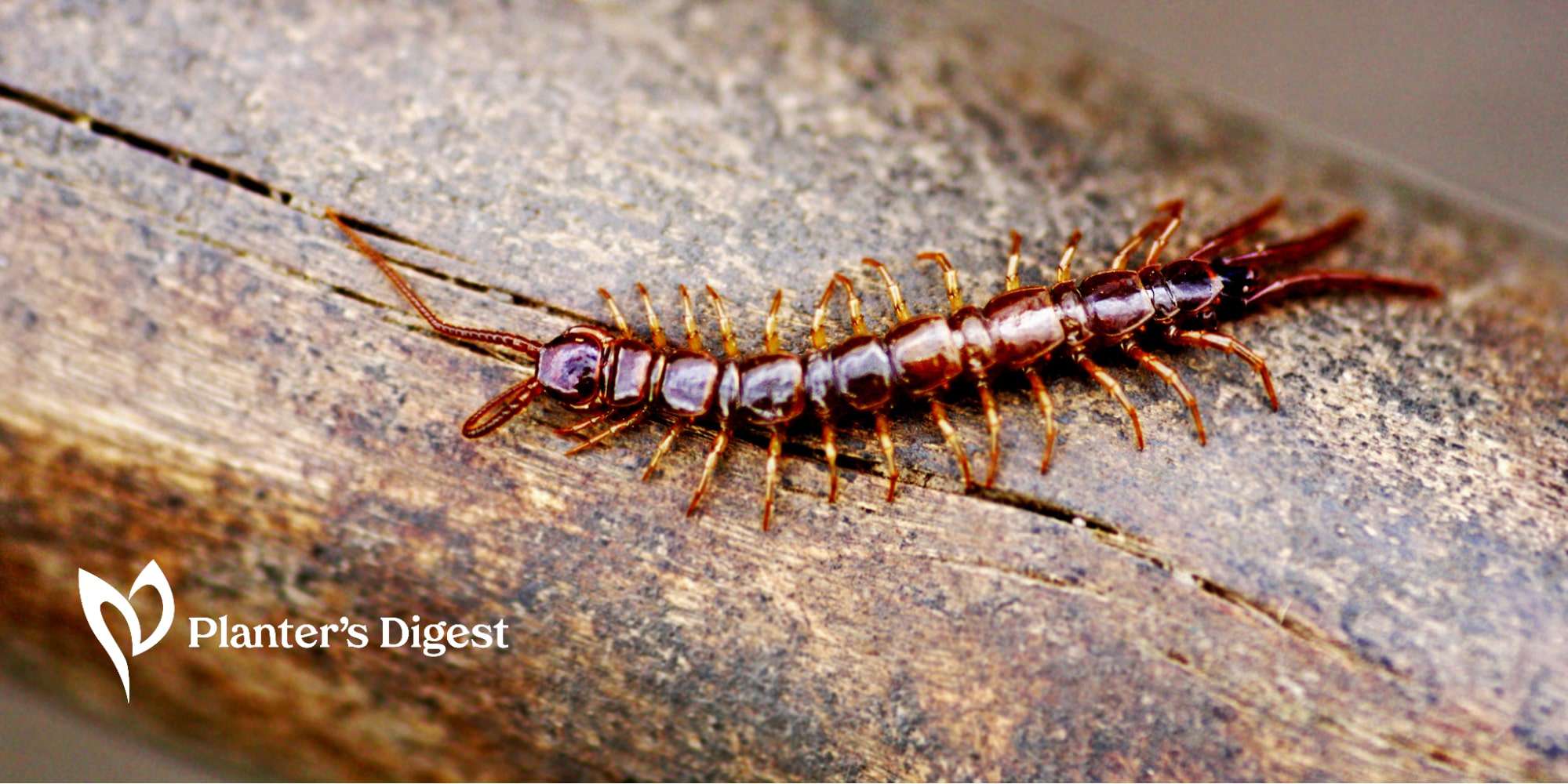 How To Get Rid Of Centipedes