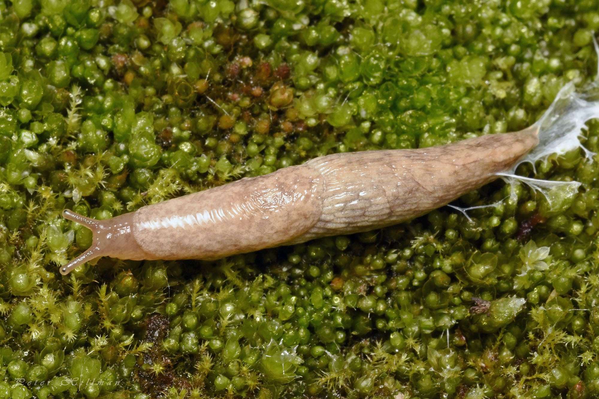 White Slugs in the Garden: The Good, the Bad, & the Removal