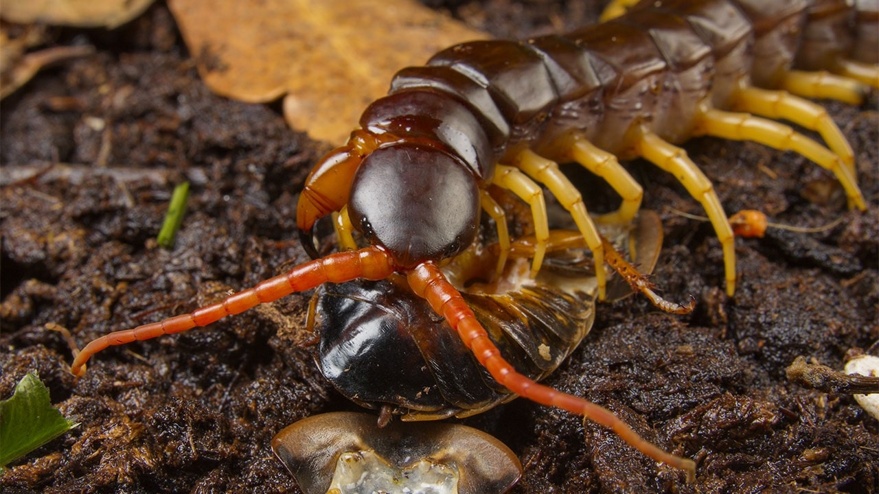 How to Get Rid of Centipedes Indoors: Your Two-Step Approach