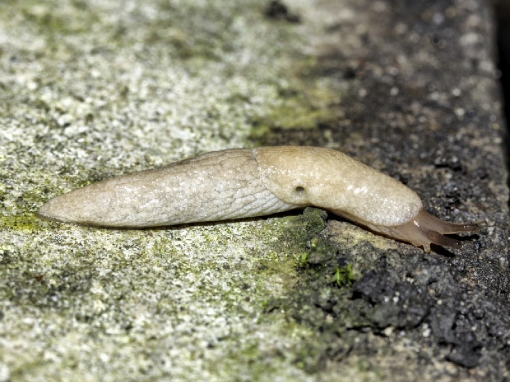 White Slugs in the Garden: The Good, the Bad, & the Removal