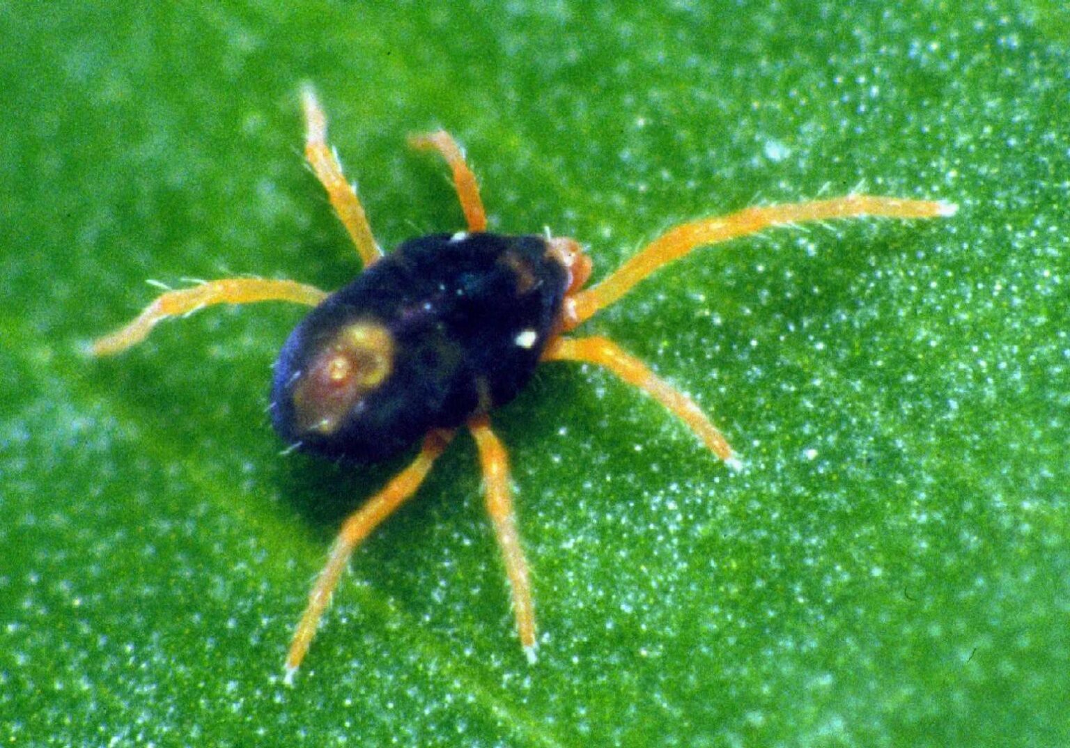 What are those black bugs on your chives? Insects vs. Herbs