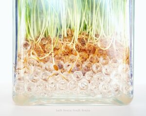 How to Use Water Beads for Plants: Creating Hydrogel Heavens