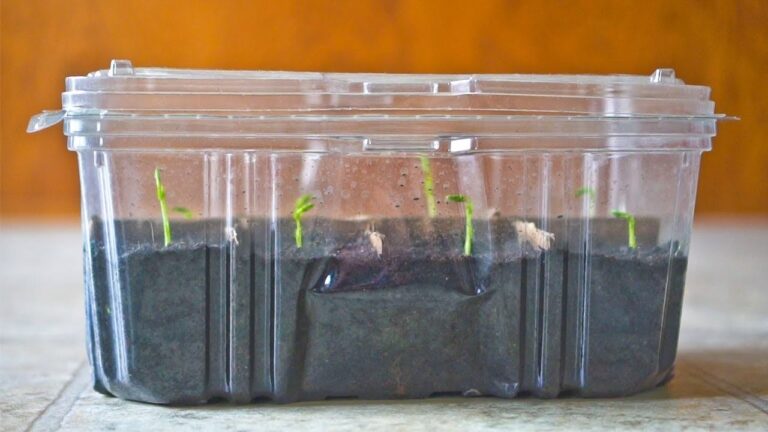 Your Complete Guide to Sprouting Chia Seeds Like a Pro!
