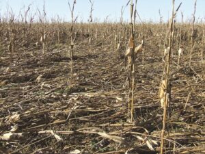 11 Genius Ways to Repurpose Your Dead Corn Stalks