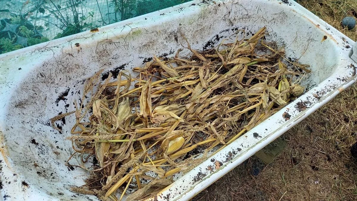 11 Genius Ways to Repurpose Your Dead Corn Stalks