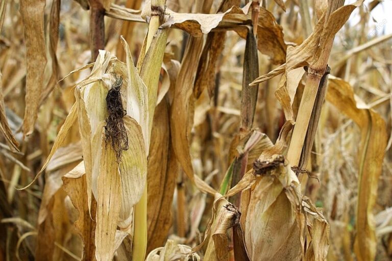 11 Genius Ways to Repurpose Your Dead Corn Stalks