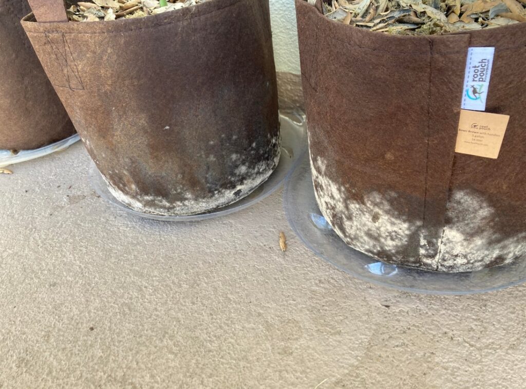 What You Should Do If You See Mold on Your Grow Bags